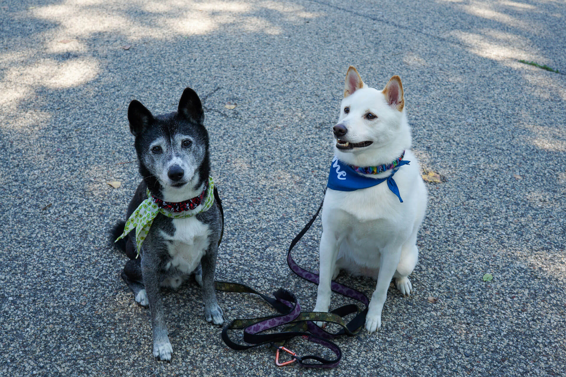 Animal Grooming Services - Animal Care Center